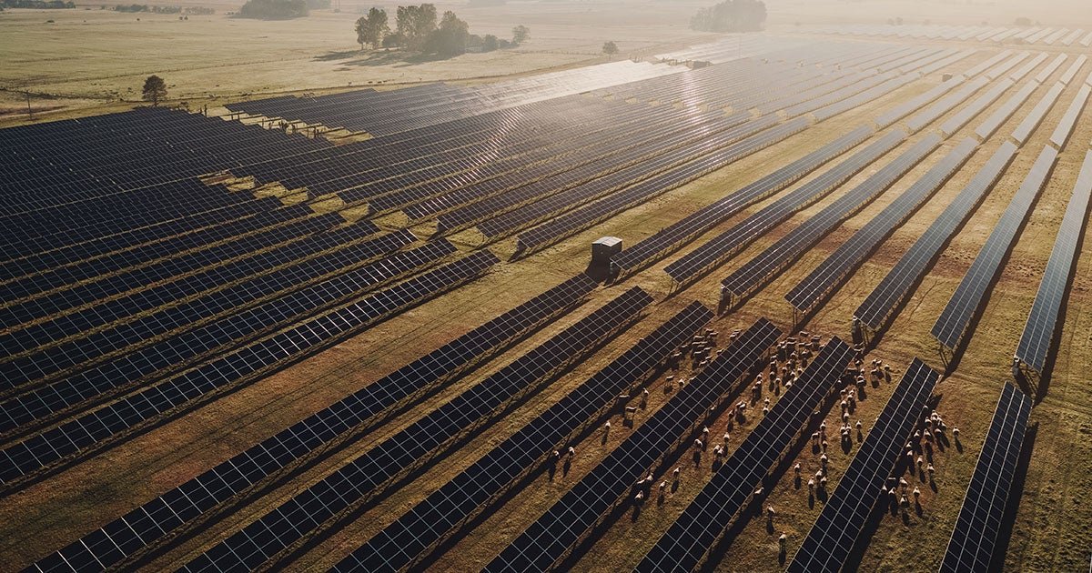 Sjöbo solpark – bete och solproduktion | Svea Solar