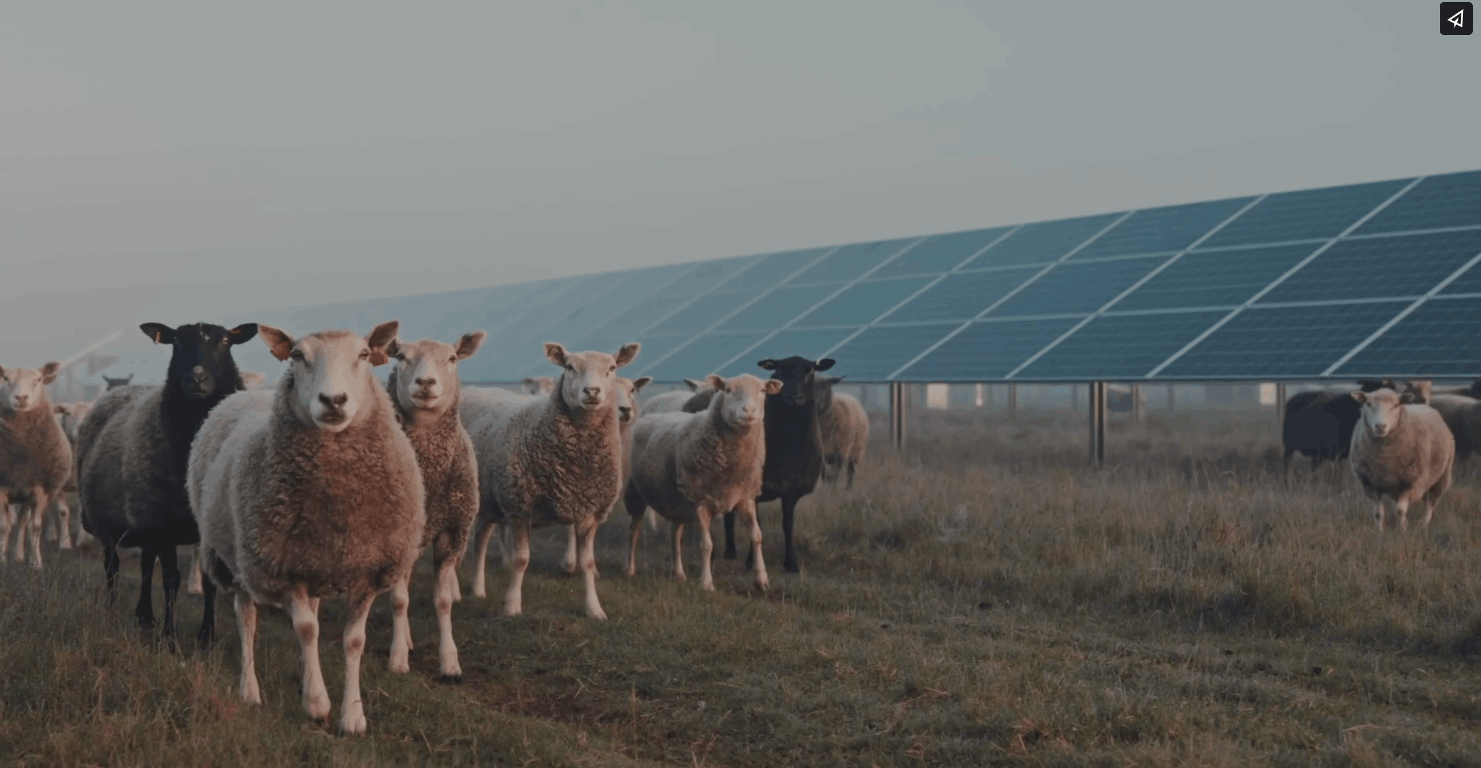 Solcellsparker - Marknadens bästa solparkslösningar | Svea Solar